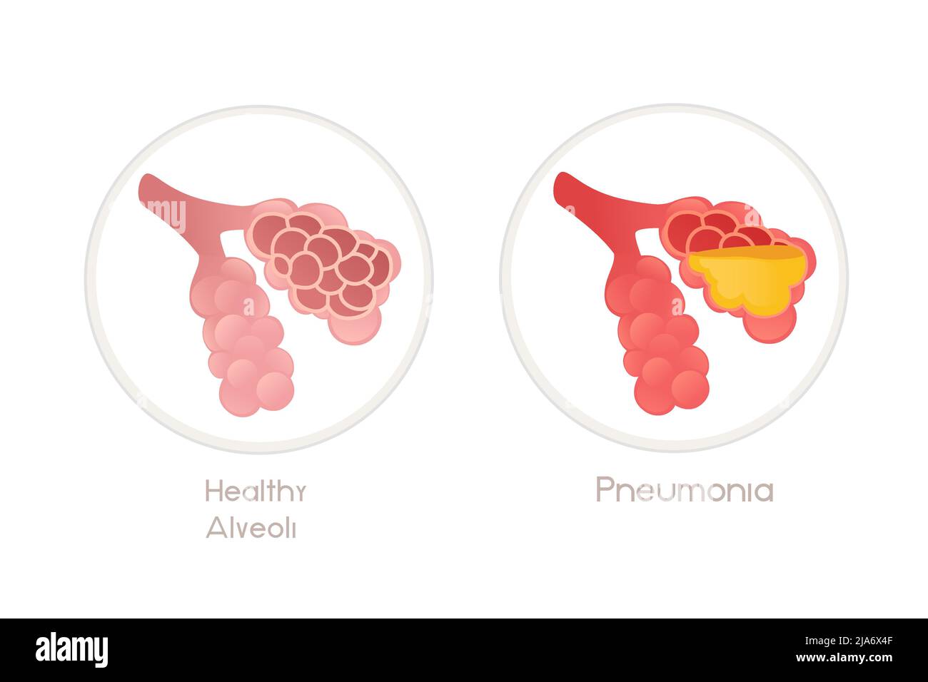 Human alveoli structure hi-res stock photography and images - Alamy