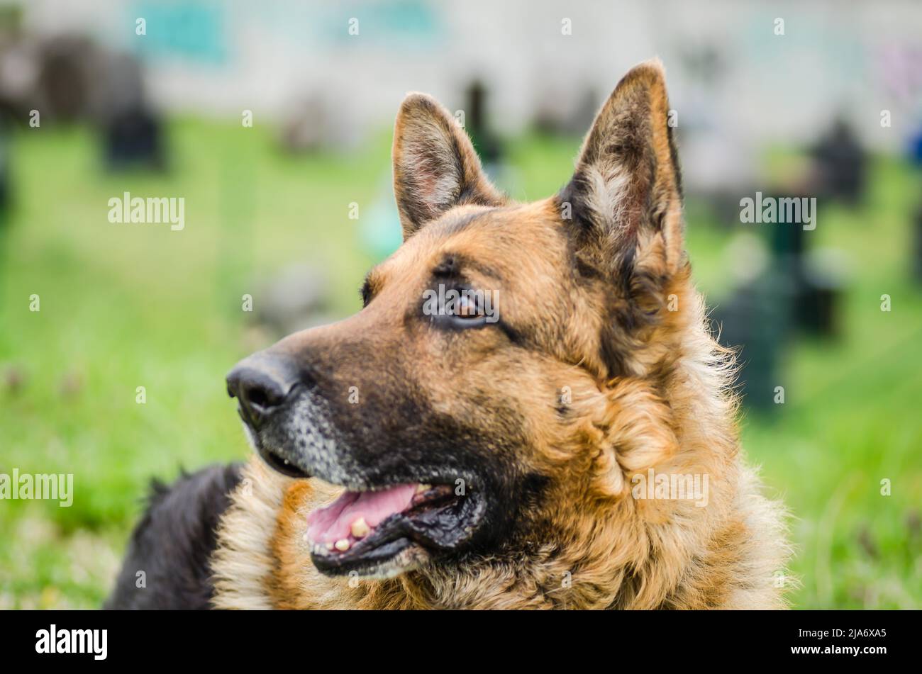Portrait German Shepherd dog in green summer grass background Stock ...