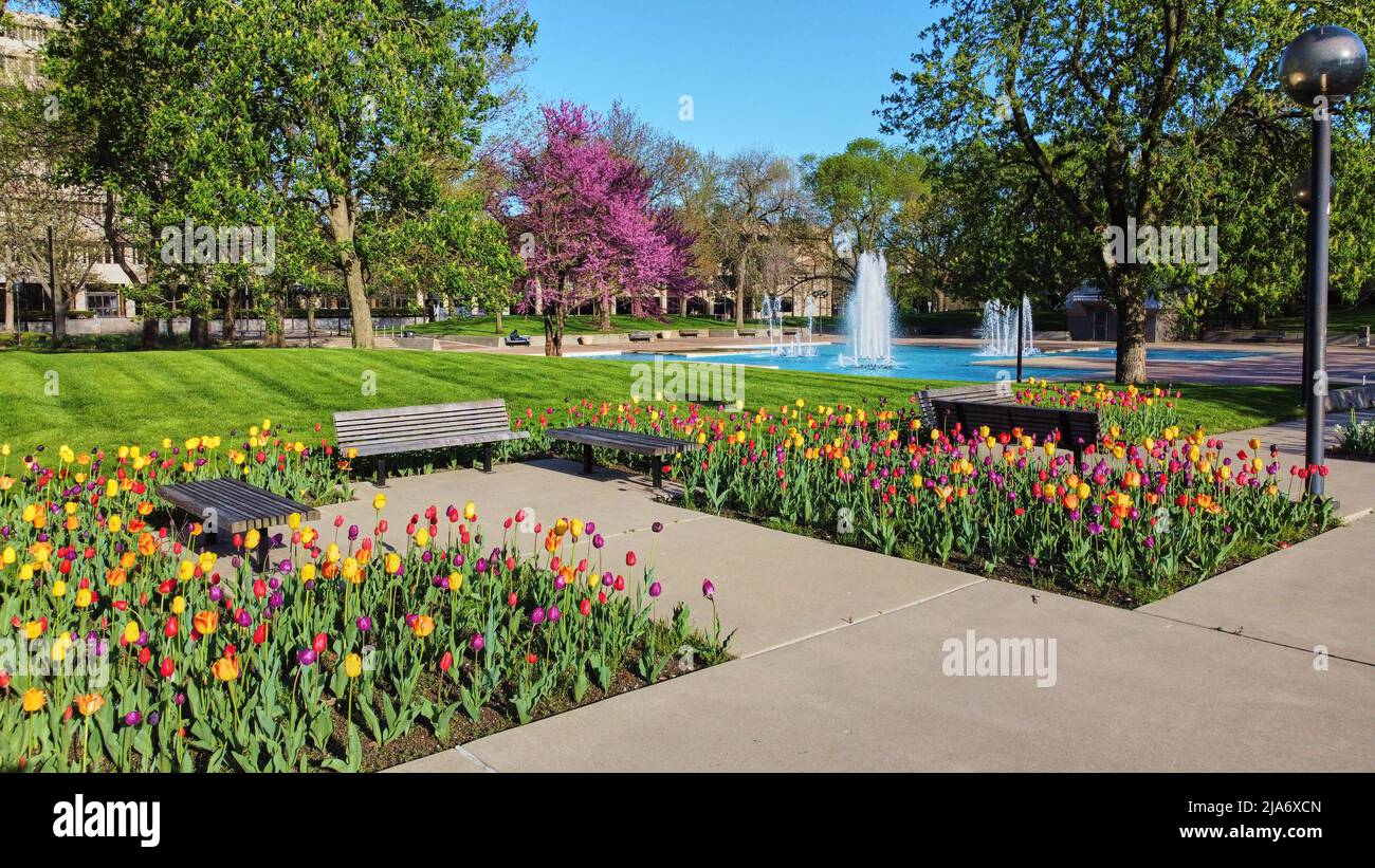 Beautiful spring tulip gardens at city park in Fort Wayne, Indiana with ...