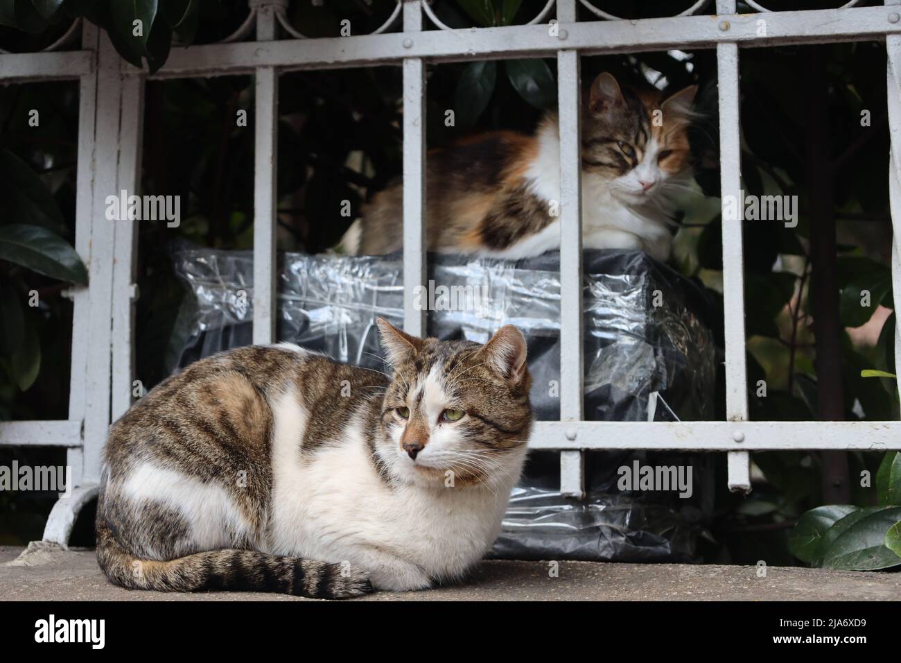 Stray animal photos hi-res stock photography and images - Alamy