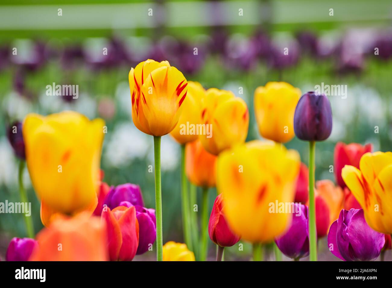Easter themed spring tulip garden Stock Photo - Alamy