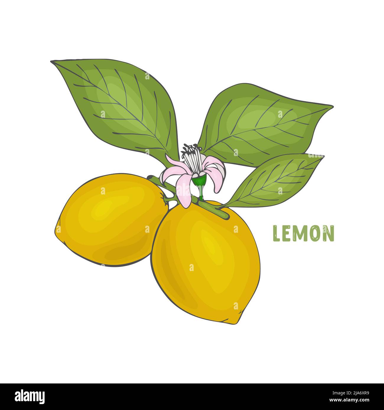 Lemon branch hand drawing, flower leaves fruit. Inscription. Isolated ...