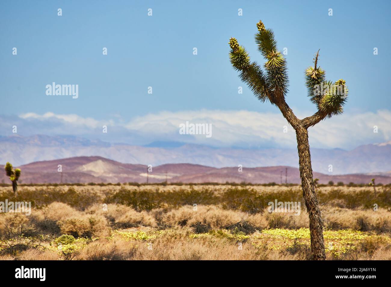 Large Joshua Tree in desert with cloudy mountains in background Stock ...