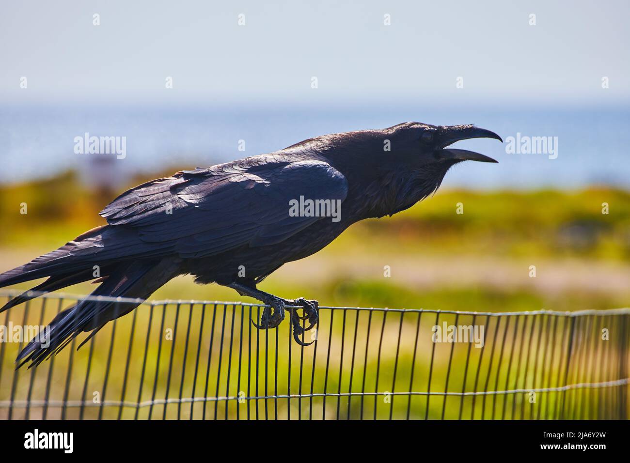 Large black crow cawing on metal fence by water Stock Photo - Alamy