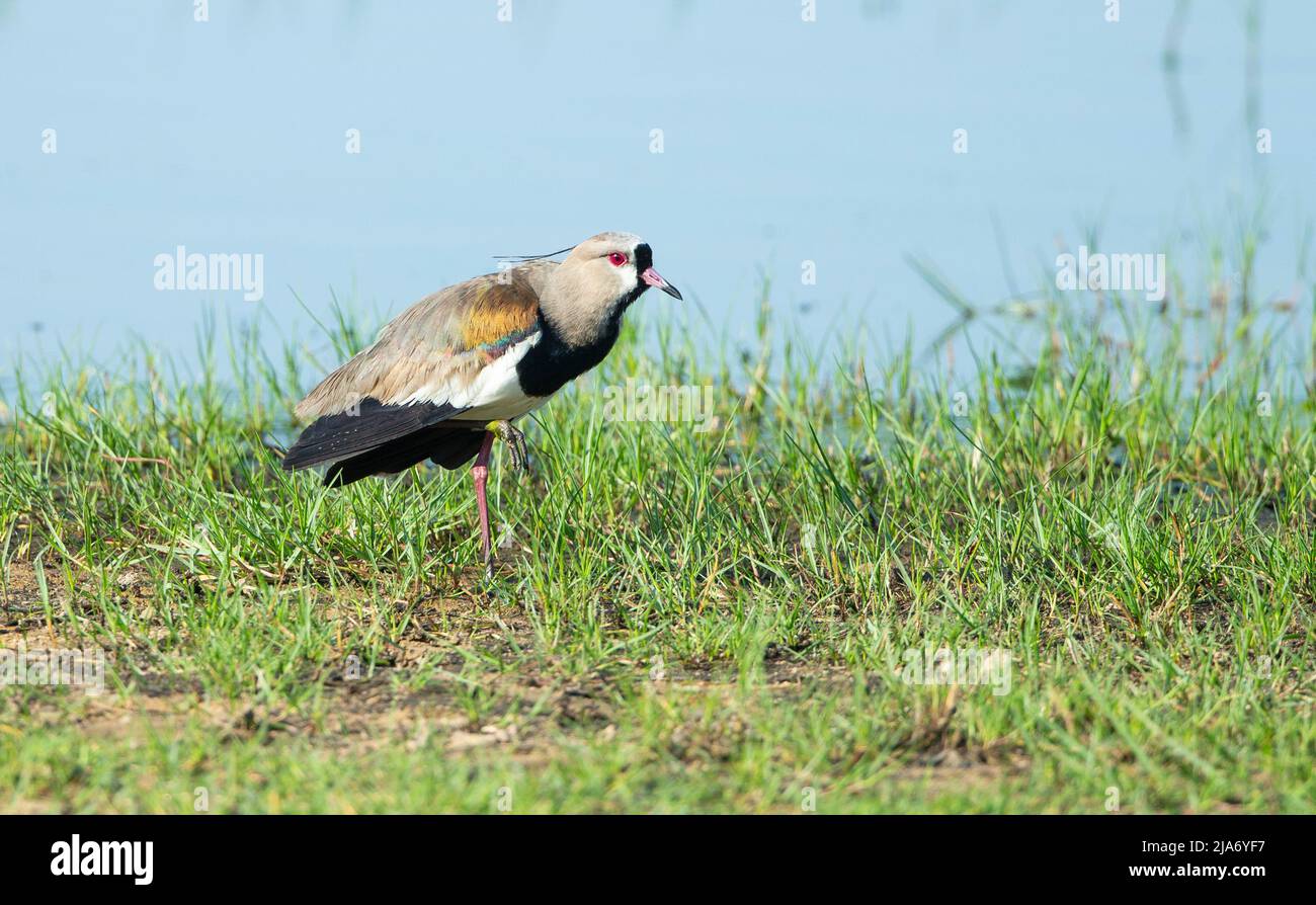 Southern Lapwing (Vanellus chilensis Stock Photo - Alamy