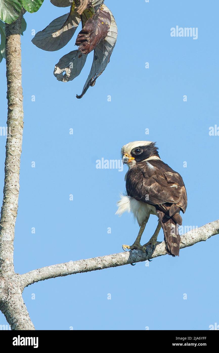 Laughing Falcon (Herpetotheres cachinnan Stock Photo - Alamy