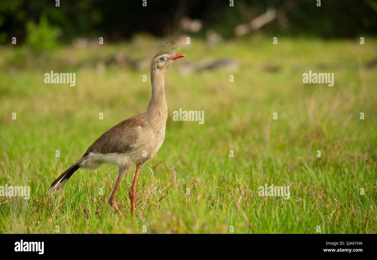 Red-legged Siriema (Cariama cristata Stock Photo - Alamy
