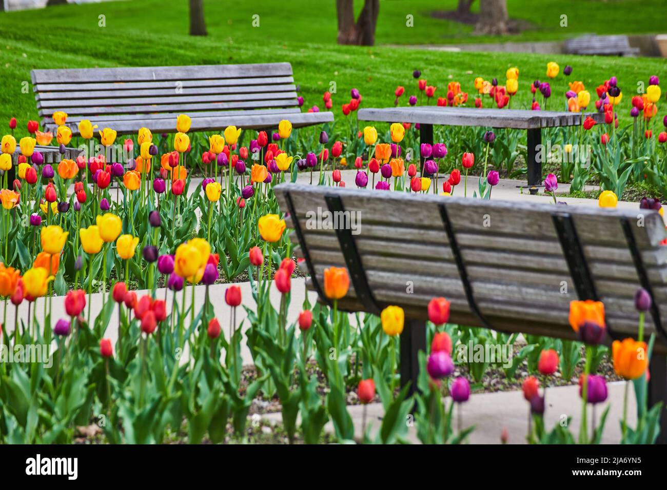 City park benches around stunning spring tulip gardens Stock Photo - Alamy