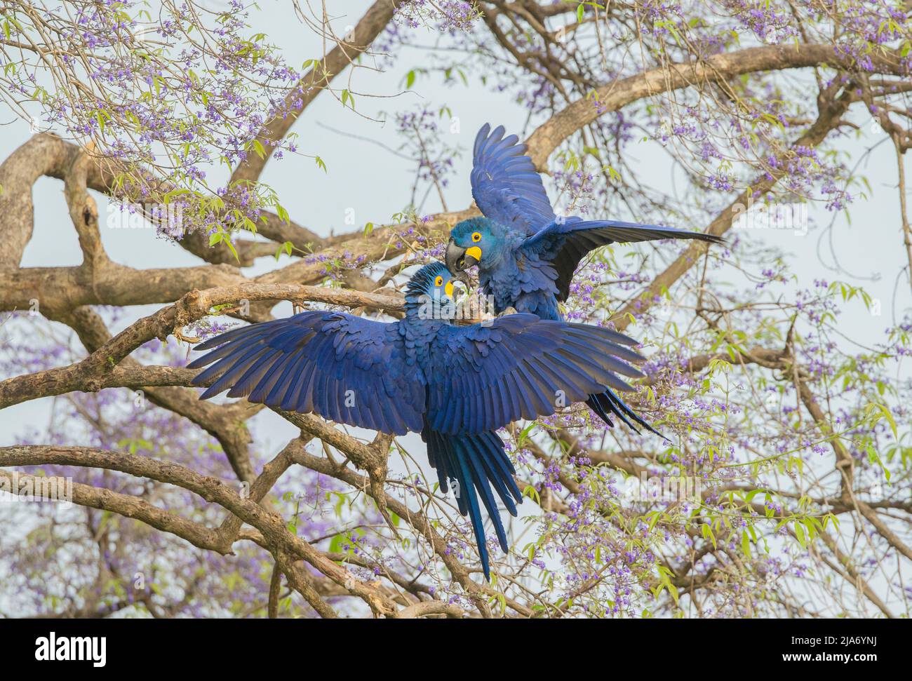 Hyacinth Macaw (Anodorhynchus hyacinthinus), pair fighting Stock Photo ...