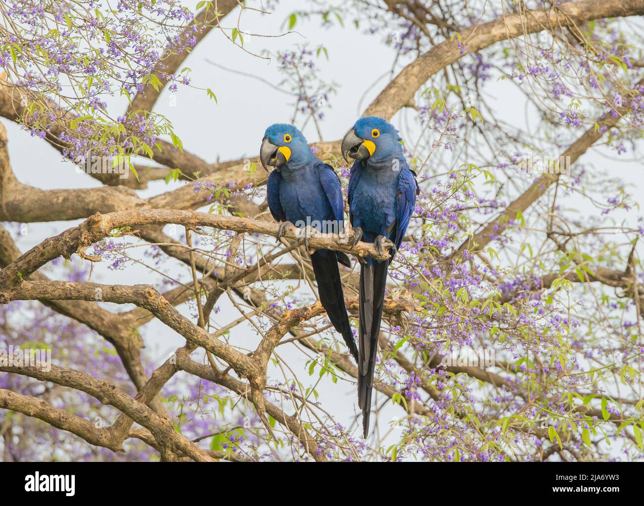 Hyacinth Macaw (Anodorhynchus hyacinthinus) pair Stock Photo - Alamy