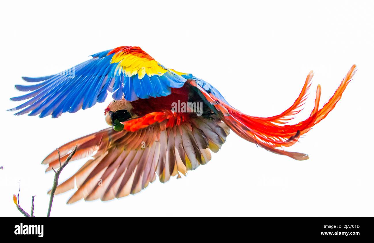 Costa rica wildlife Cut Out Stock Images & Pictures - Alamy