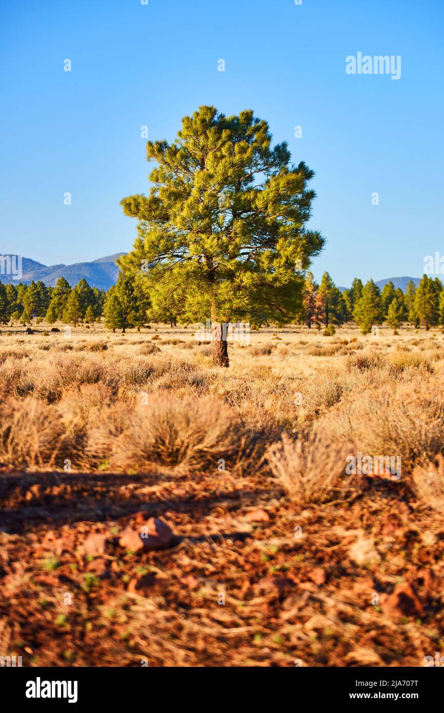 Desert mountain landscape with lone pine tree Stock Photo - Alamy