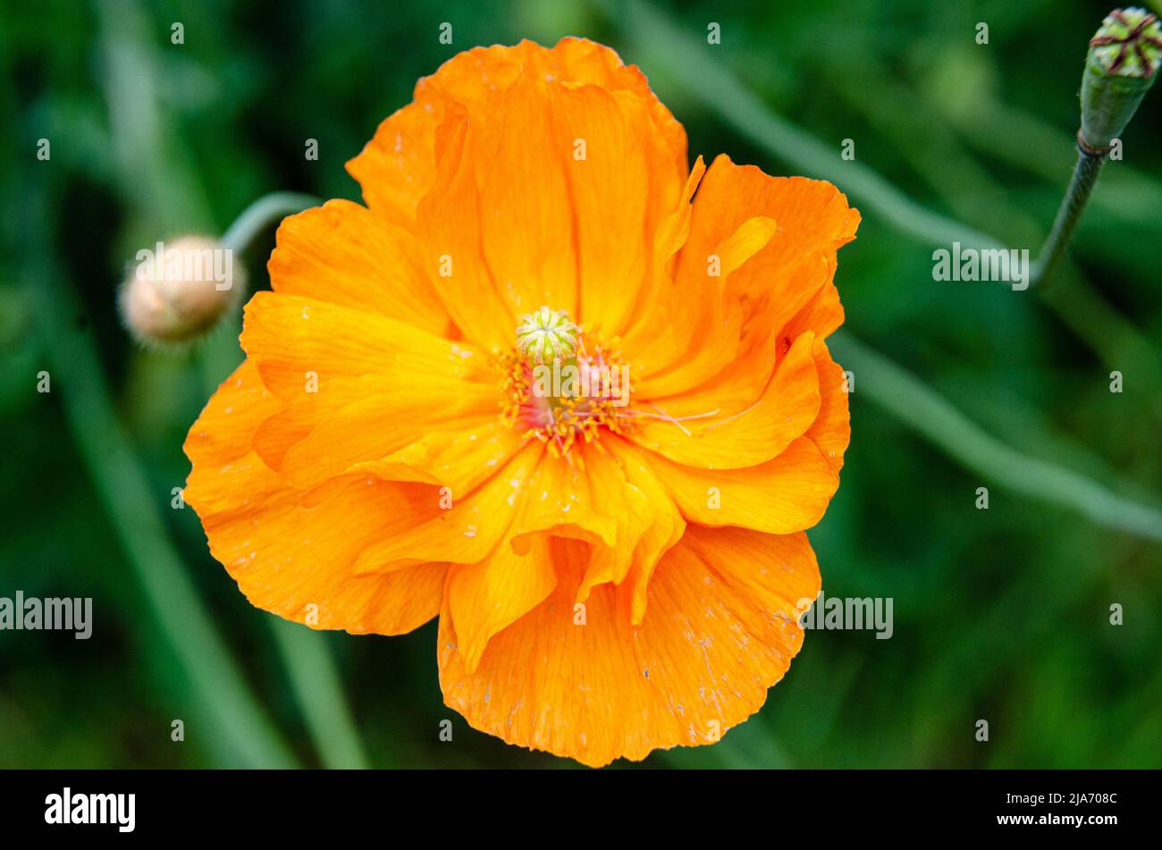 California poppy closeup hi-res stock photography and images - Alamy