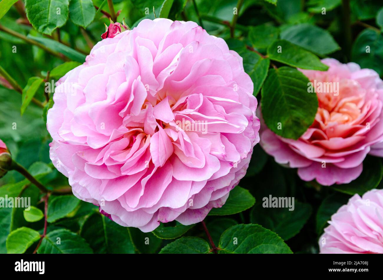 A pink shrub rose flowering in a garden Stock Photo - Alamy
