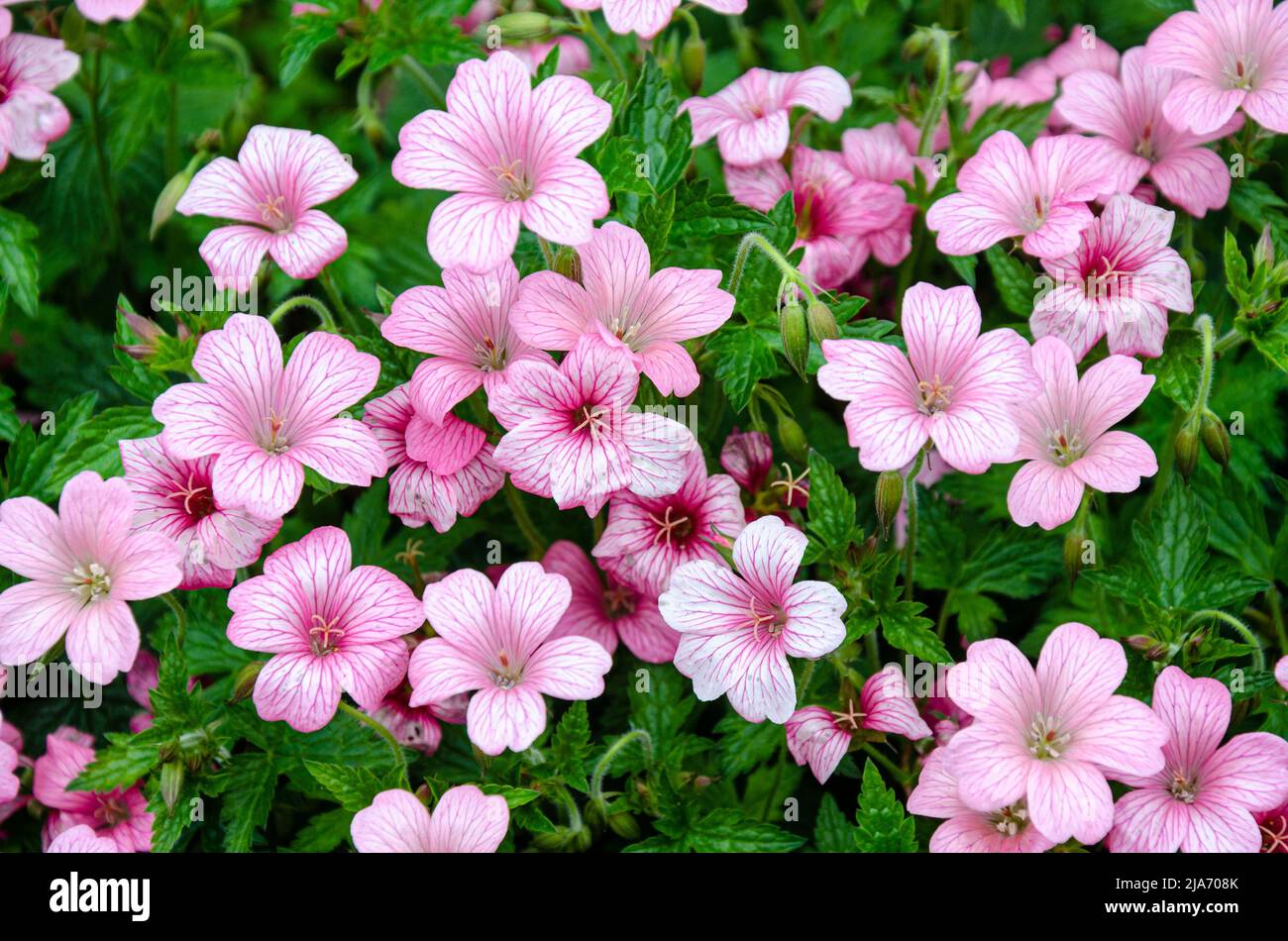 Geranium endressii or French cranesbill flowering on a garden Stock ...