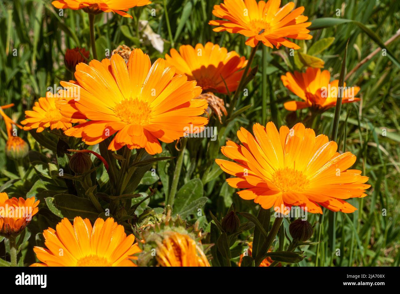 Orange English Marigold flowers in. a garden Stock Photo - Alamy