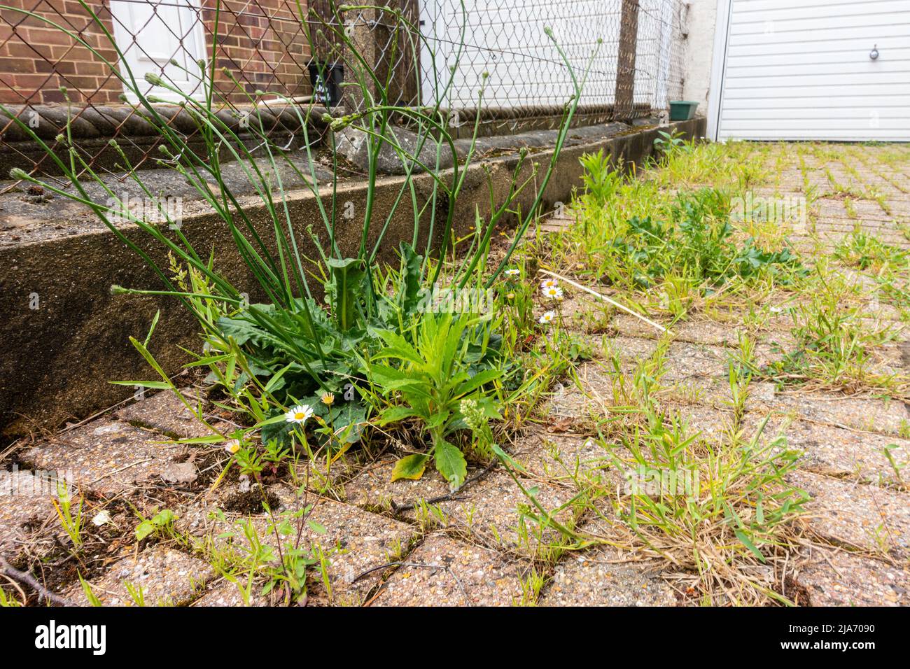 Weeds growing between paving hi-res stock photography and images - Alamy