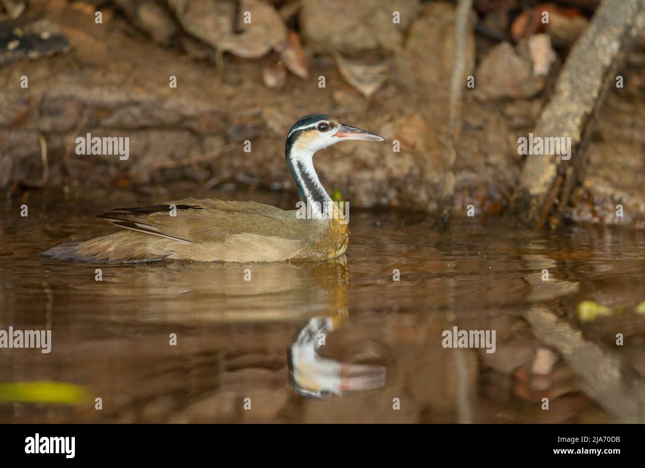 Sungrebe or American finfoot (Heliornis fulica) swimming with ...