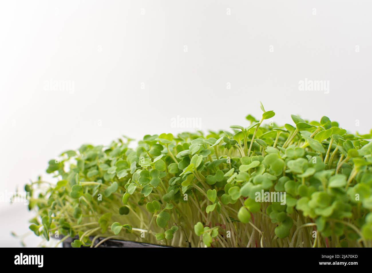 Vegetable greens of arugula, useful microgreen close-up , organic food ...