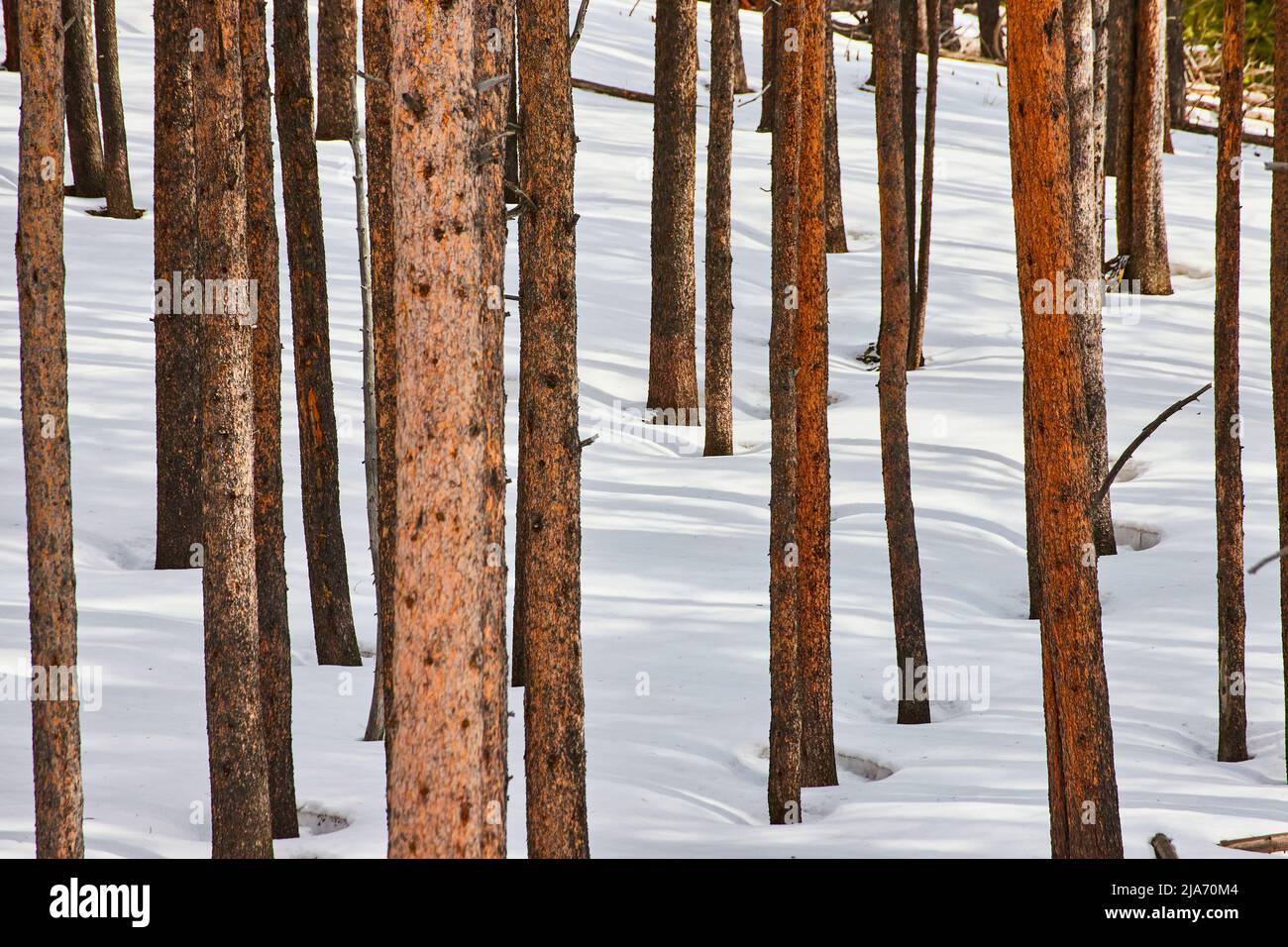 Tree trunks in snow hi-res stock photography and images - Alamy