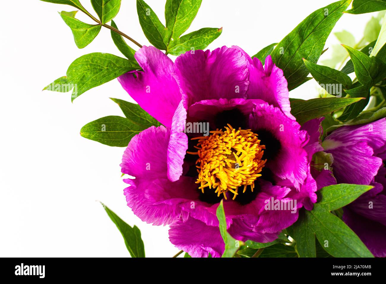 Paeonia suffruticosa close up, part of a home interior, house ...