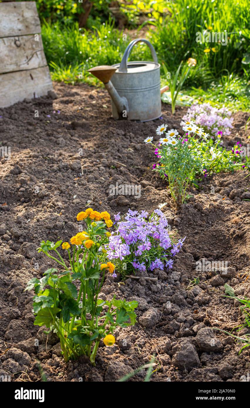 Spring garden decoration with flowers, planting flowers in the ground ...