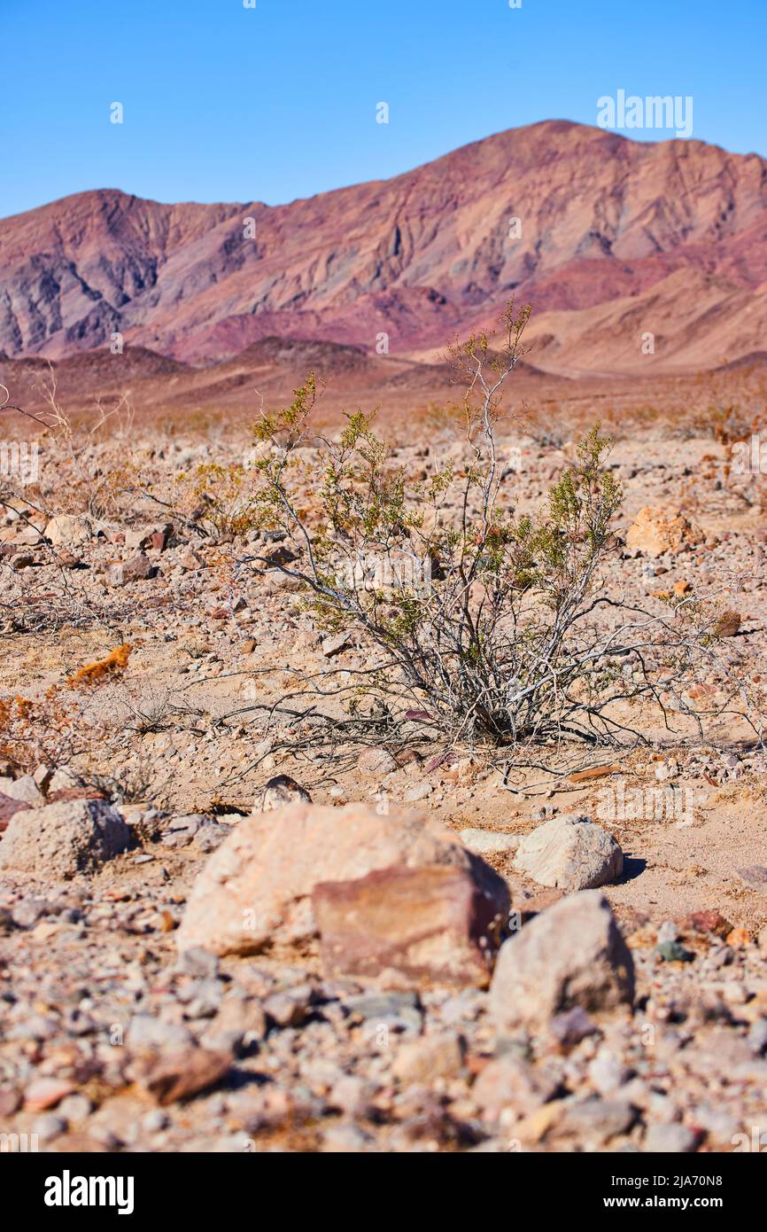 Desert shrub surrounded by sand, rocks, and mountains Stock Photo - Alamy