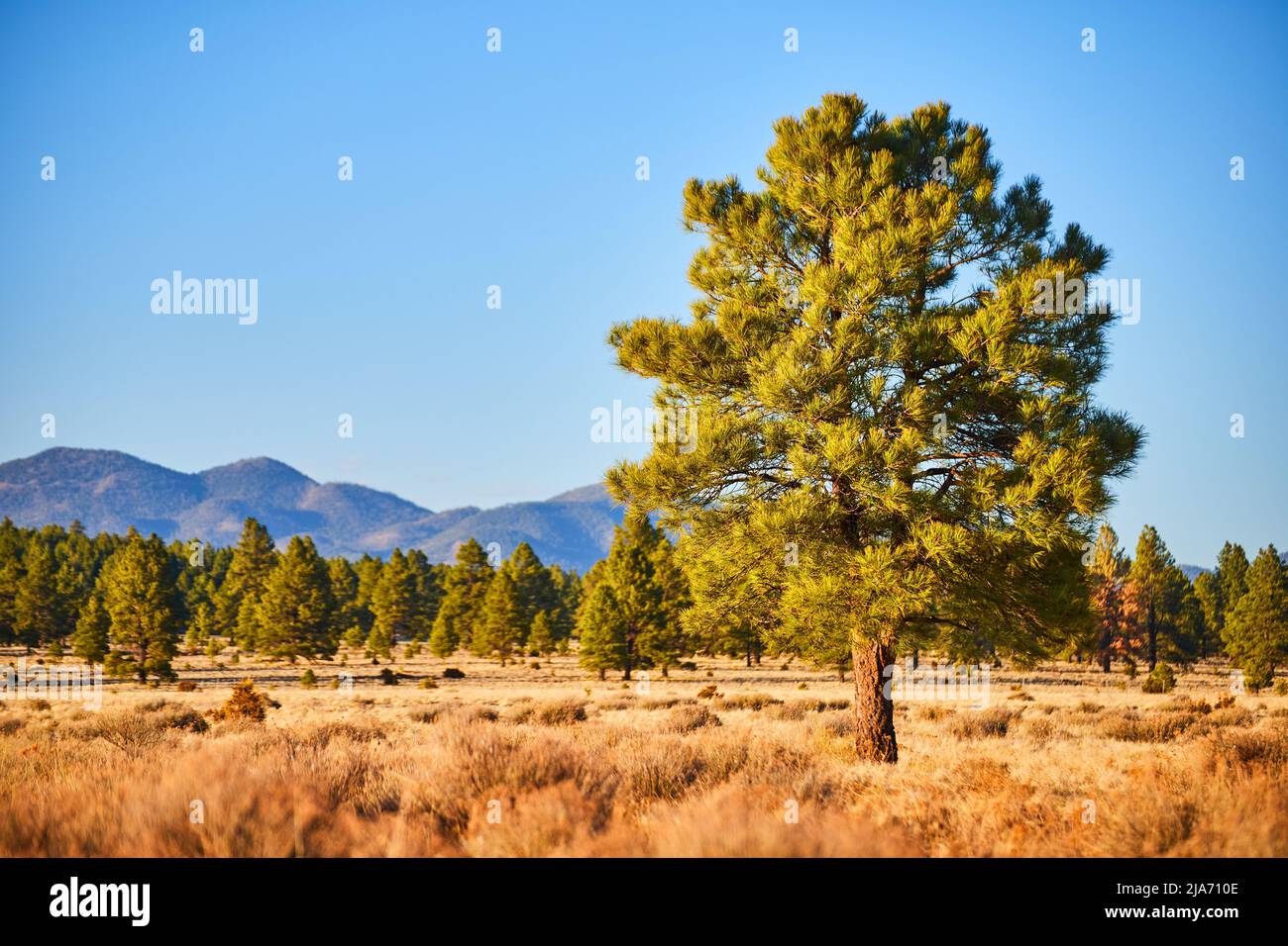 Desert shrub field with lone green pine tree and mountains in distance ...