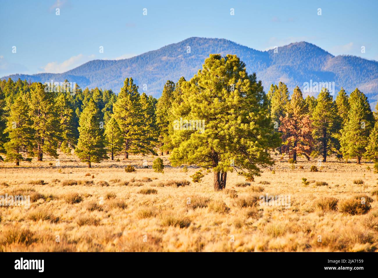 Desert field with pine trees and mountain in background Stock Photo - Alamy