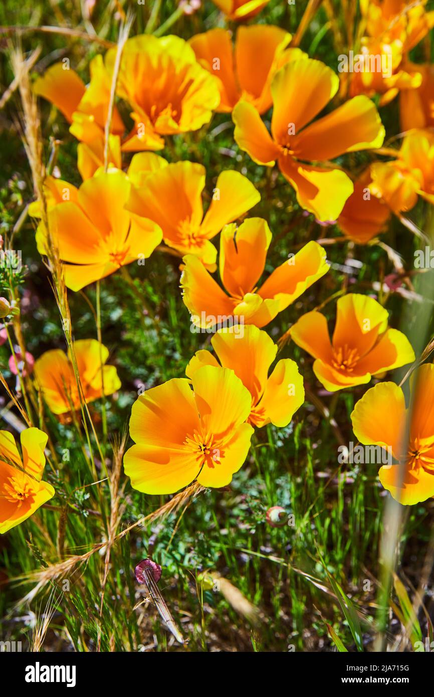 Yellow california poppy flower bouquet hi-res stock photography and ...