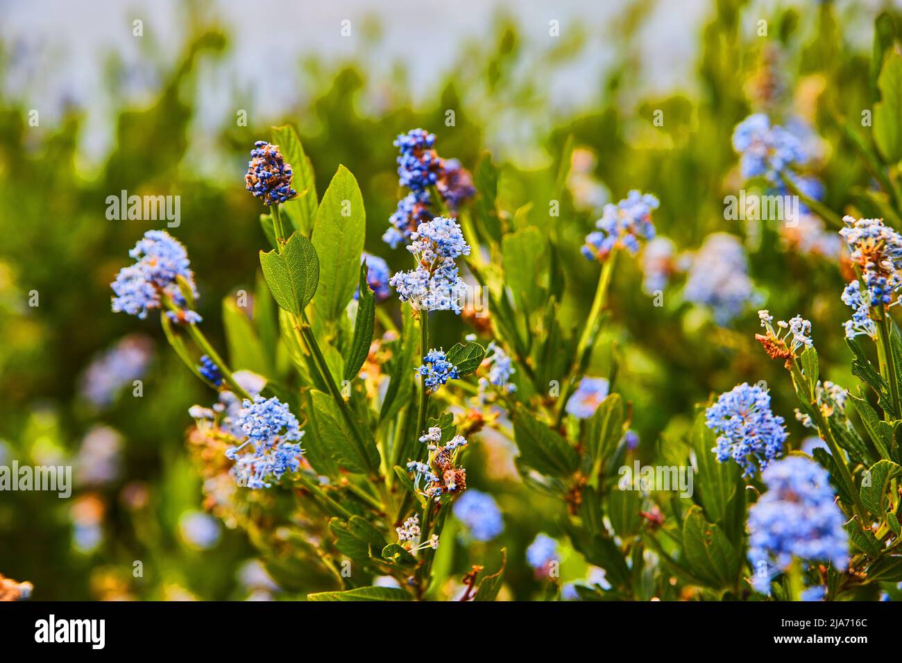 Beautiful blooming flowers spring hi-res stock photography and images ...
