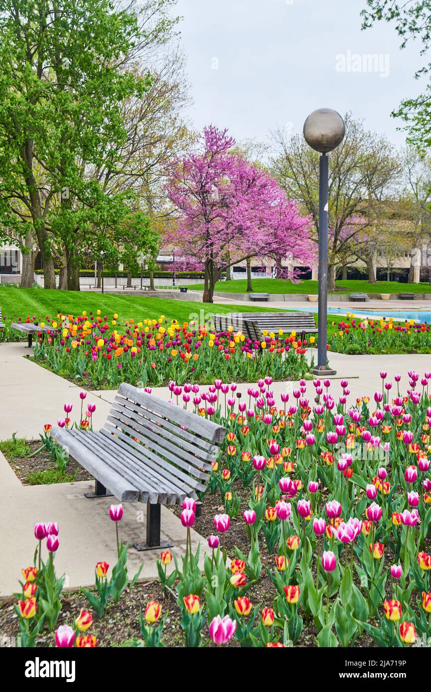 Bench surrounded by vibrant spring tulip flowers in Freimann Square of ...