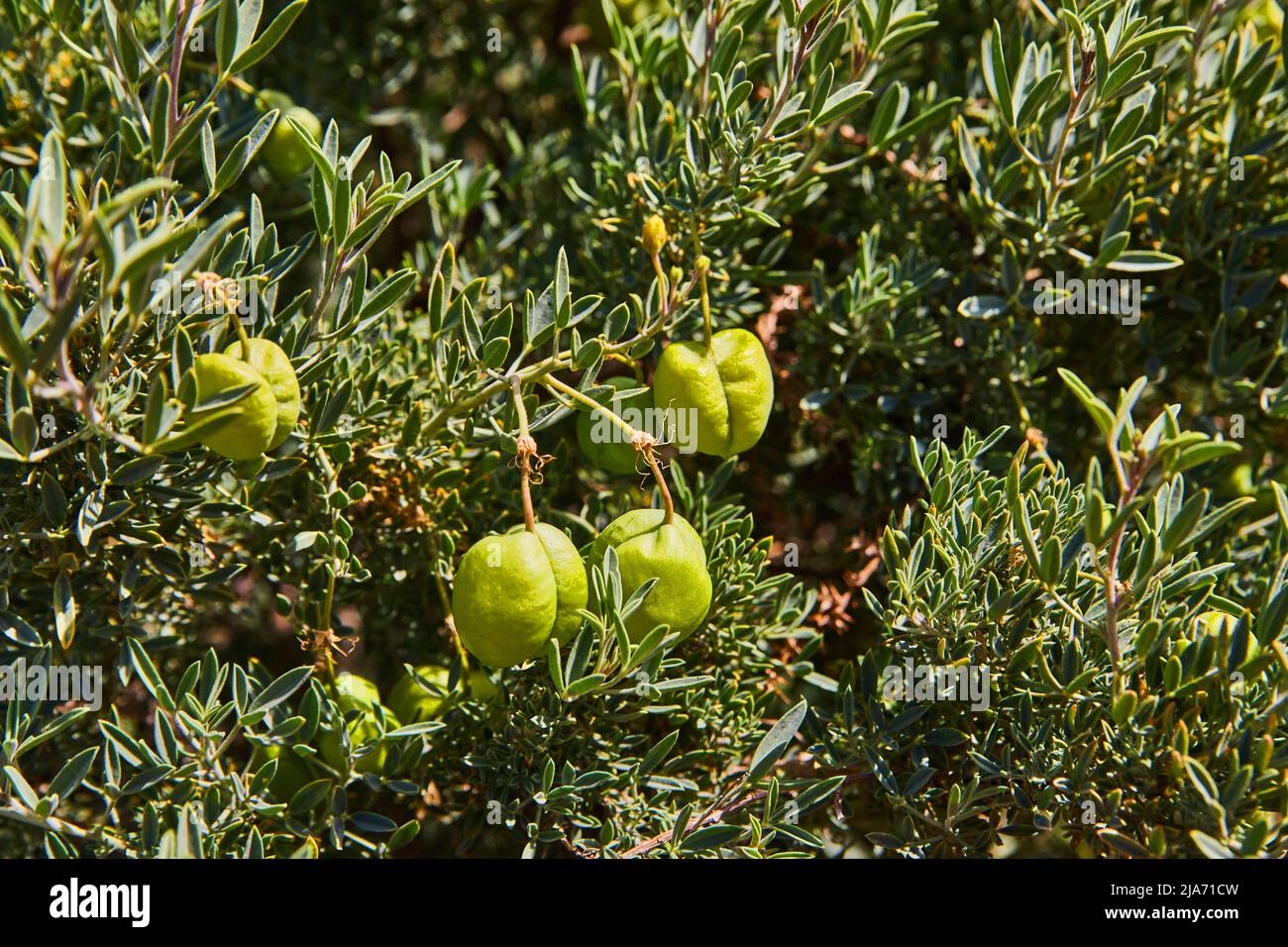 Green bush leaf in detail hi-res stock photography and images - Alamy