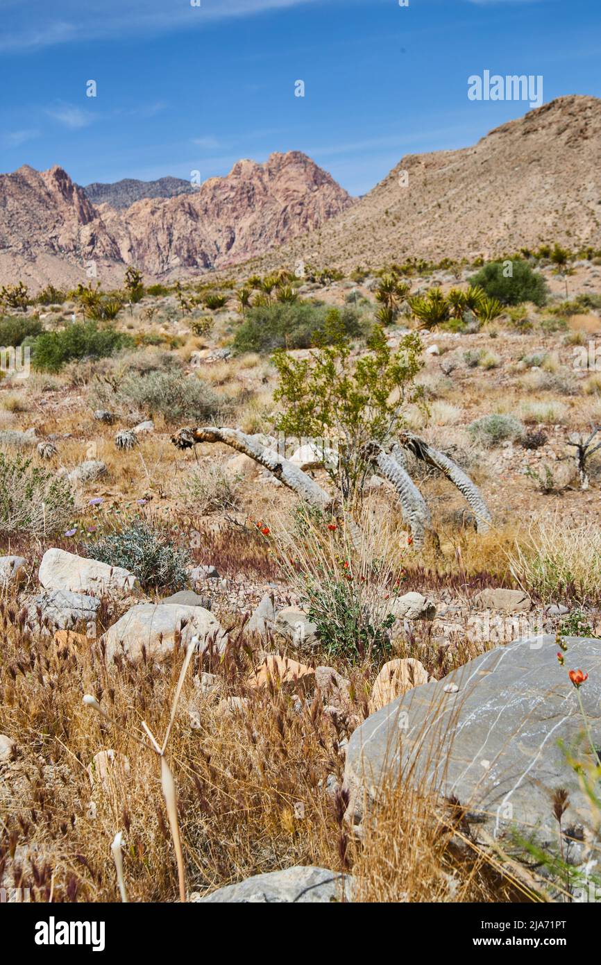 Desert plants and rocks leading to small mountains in Nevada Stock ...