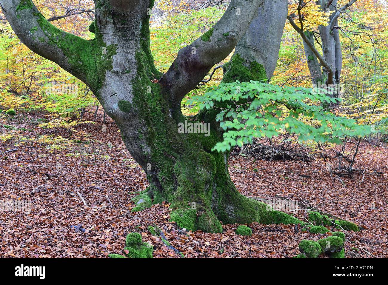 Rotten branch beech hi-res stock photography and images - Alamy