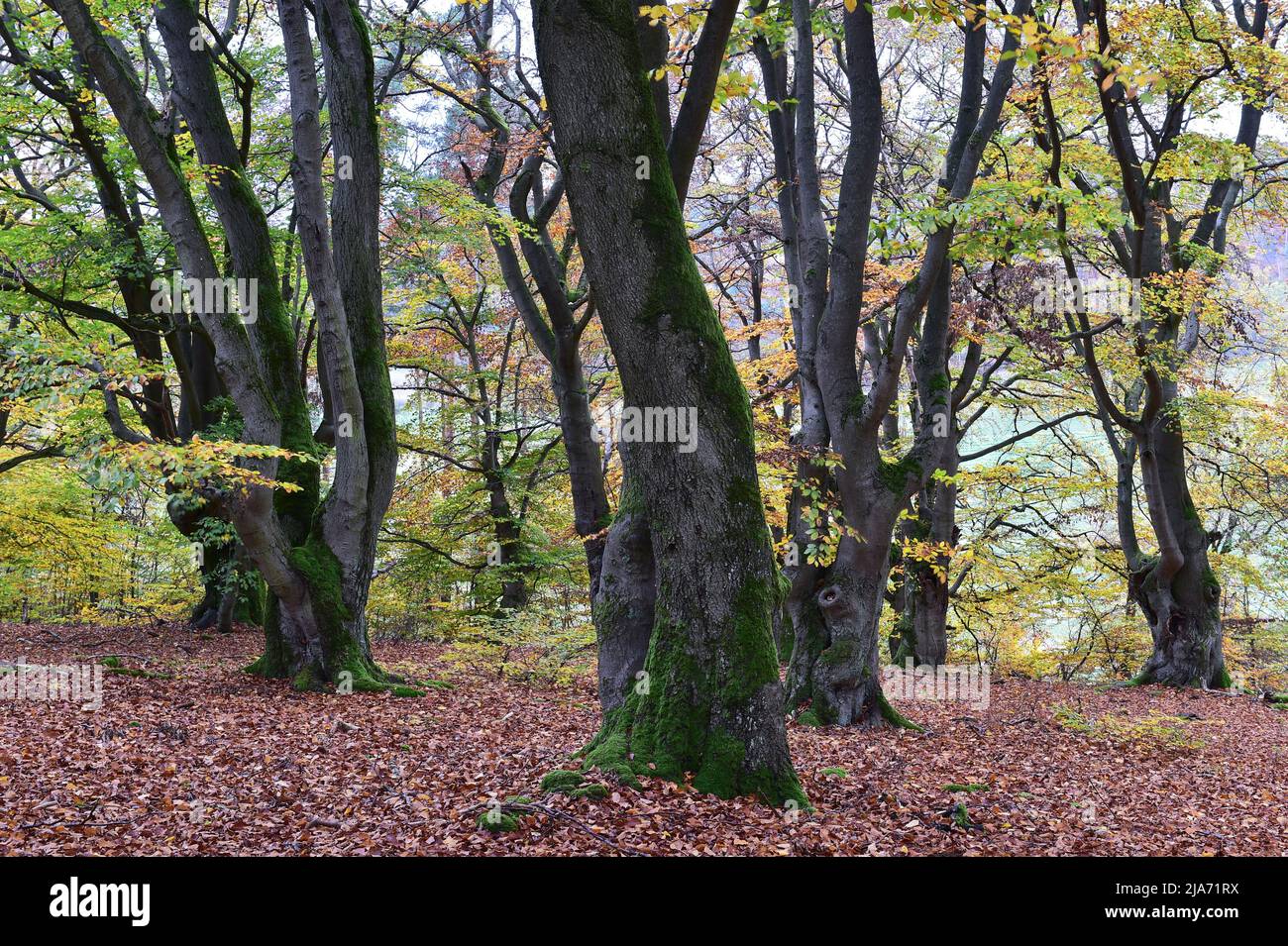 Rotten branch beech hi-res stock photography and images - Alamy