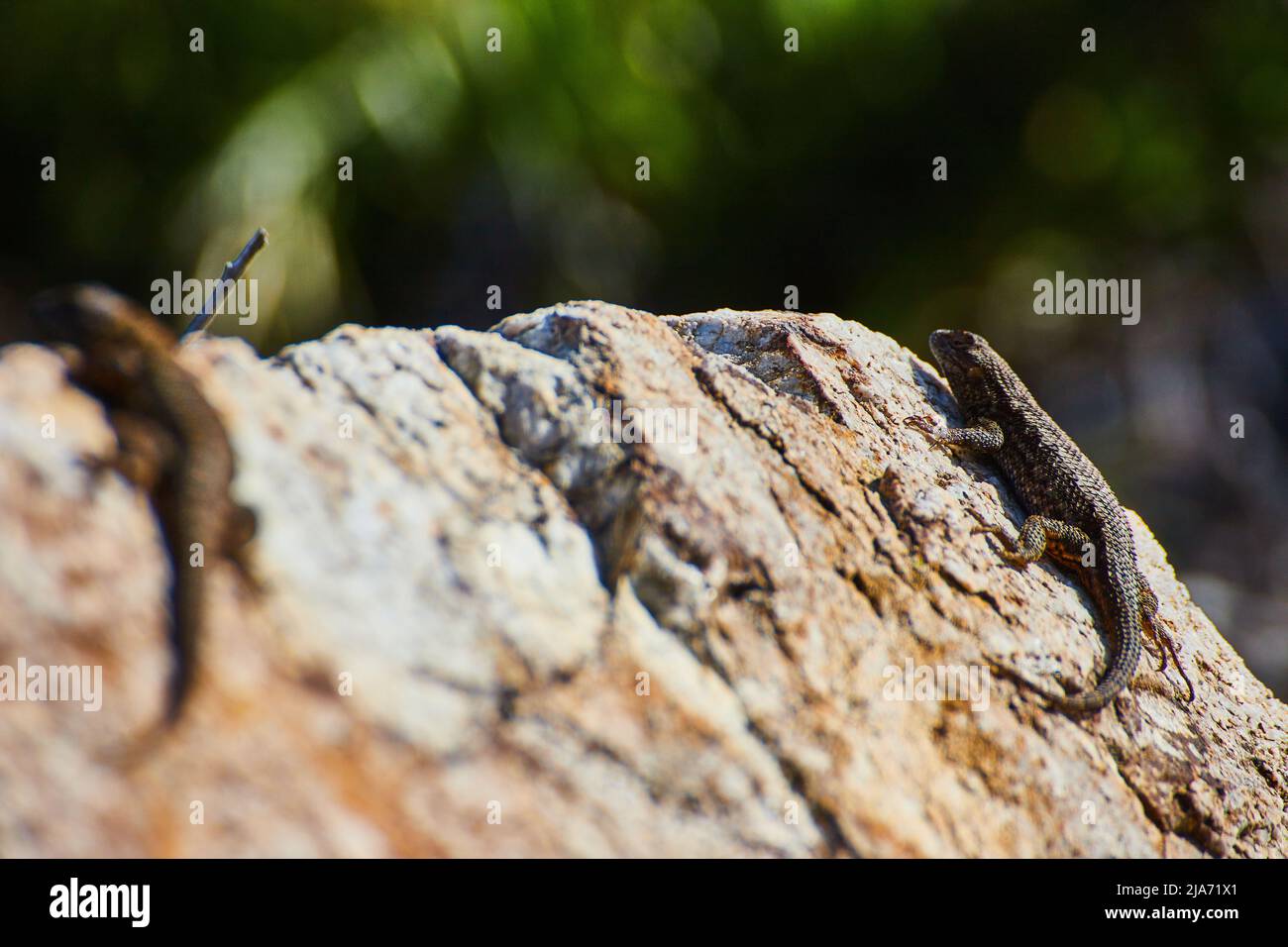Spring fence detail hi-res stock photography and images - Alamy