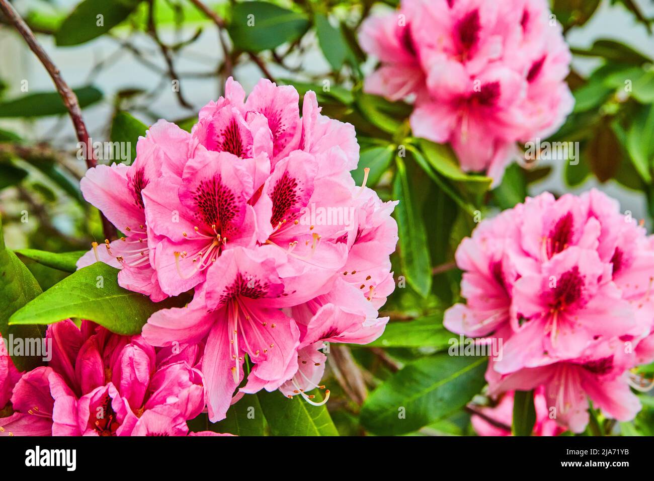 Spring woody plants hi-res stock photography and images - Alamy