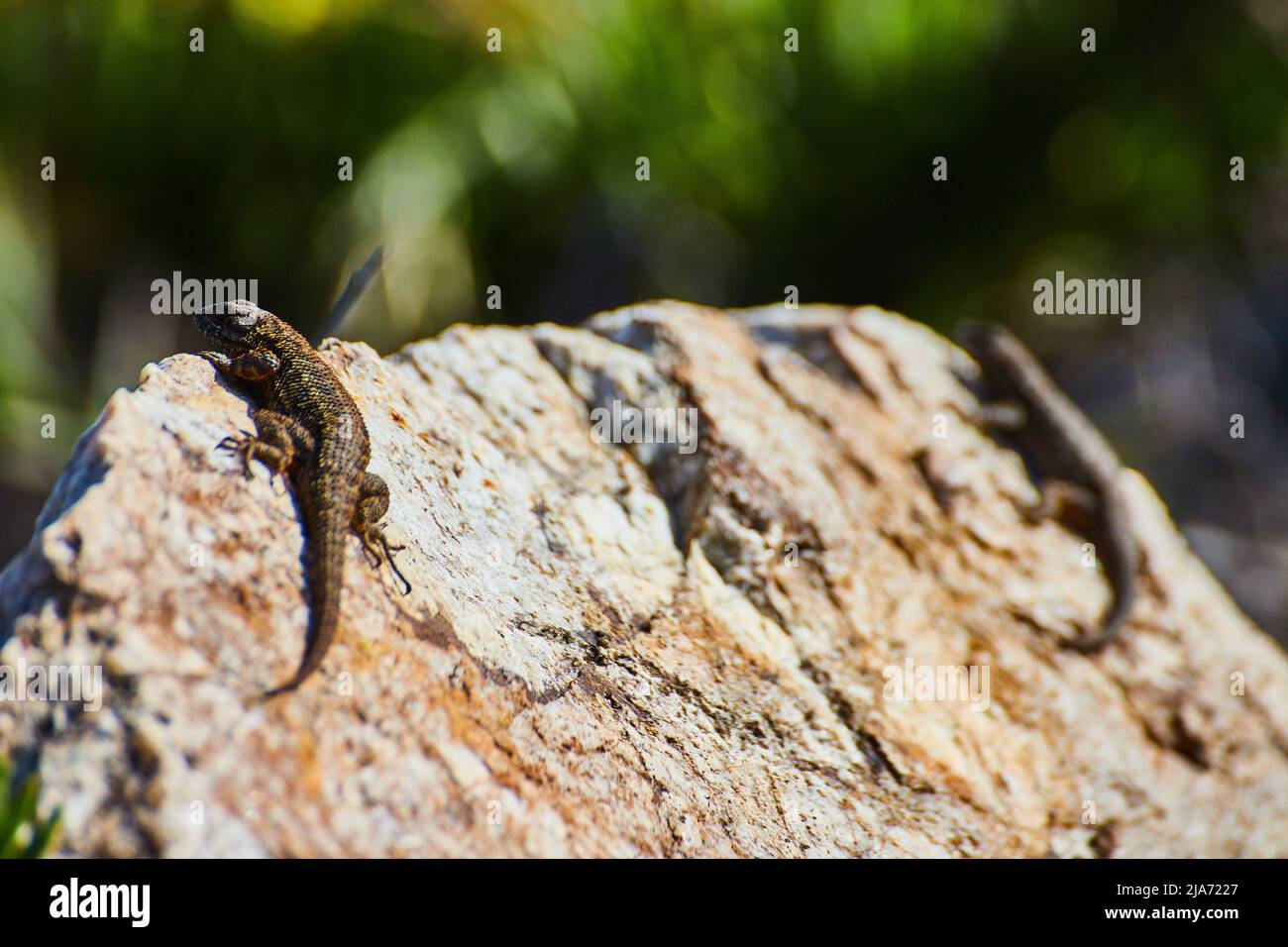 Beach rock with two adorable lizards resting Stock Photo - Alamy