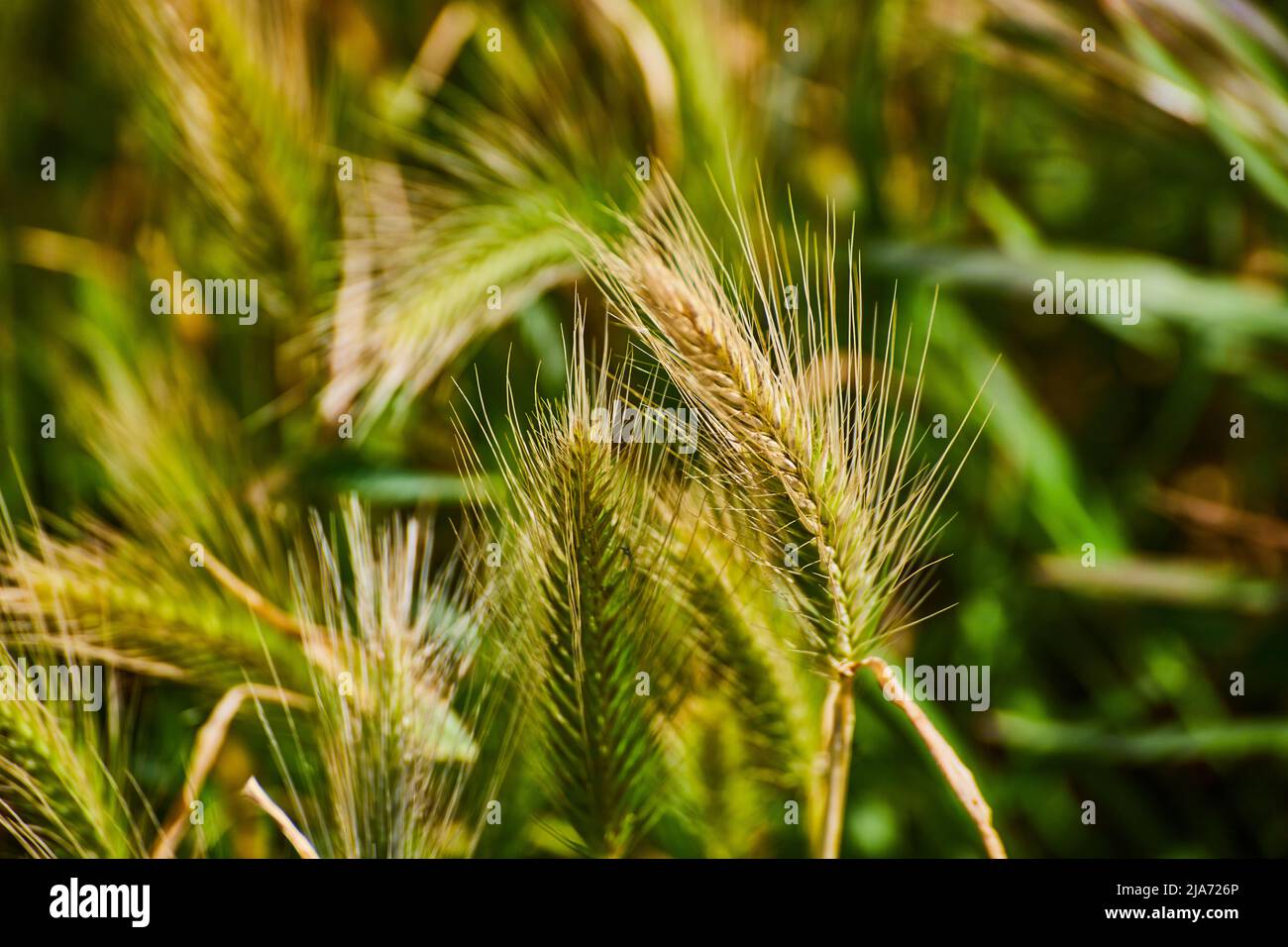 Warm season grasses hi-res stock photography and images - Alamy