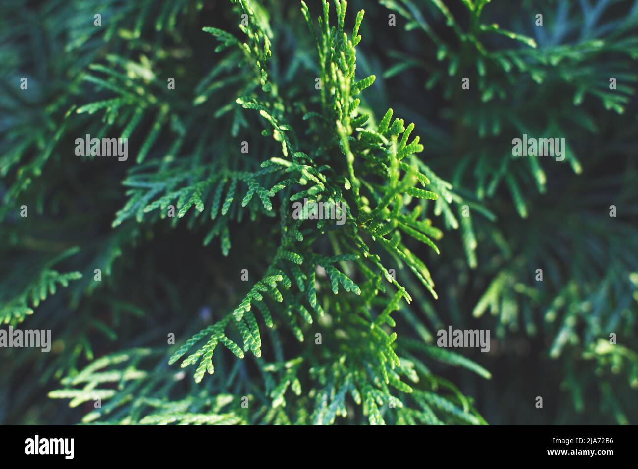 a thuja close up. thuja branch background Stock Photo - Alamy