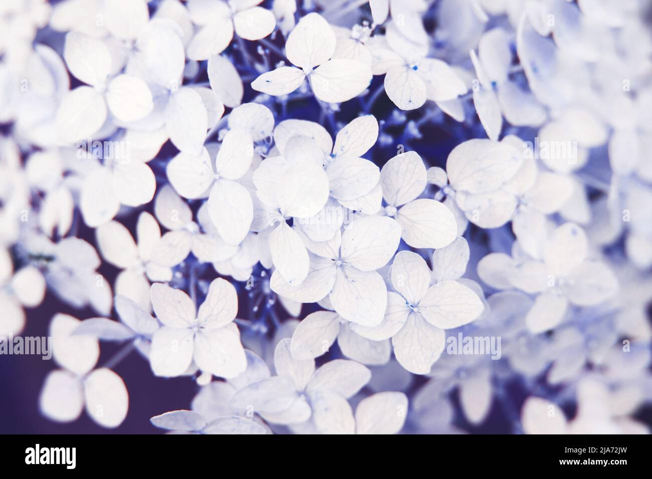 white hydrangea flower background in the garden Stock Photo - Alamy