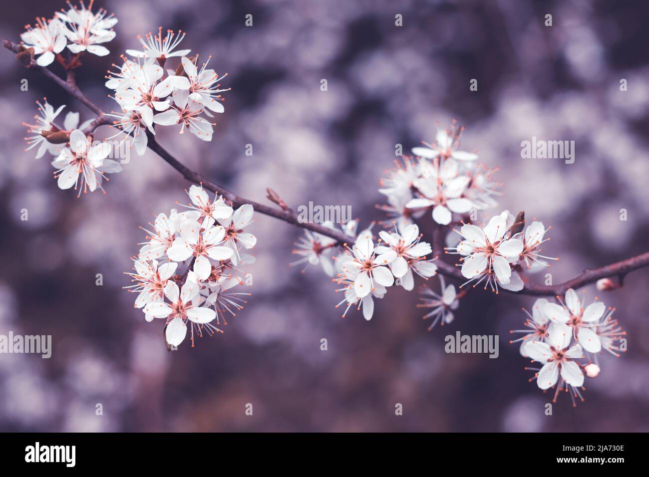 Spring cherry blossoms, white flowers. Fruit tree branch. Blooming ...