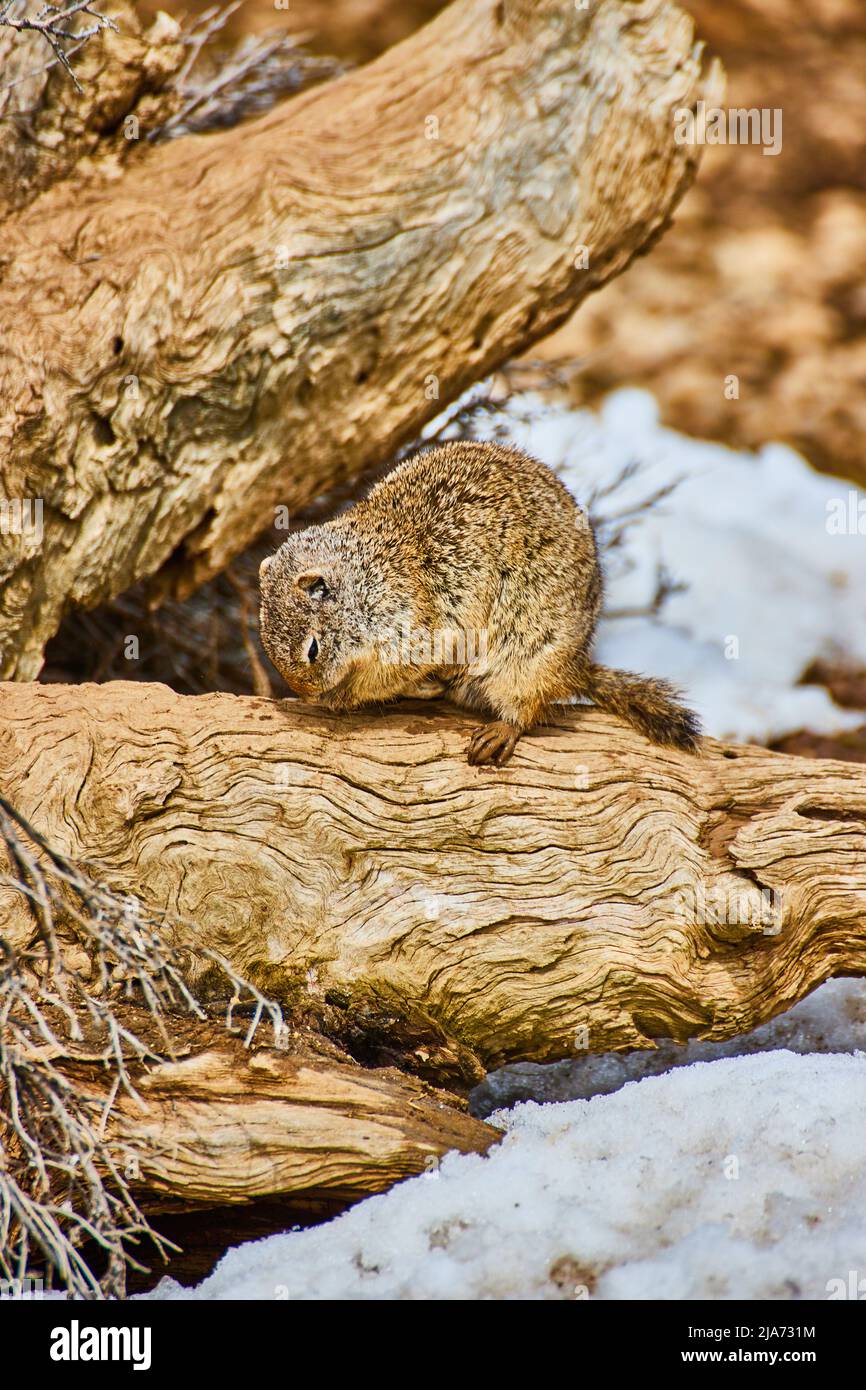 Cute ground squirrel cleaning itself on logs by snow Stock Photo - Alamy