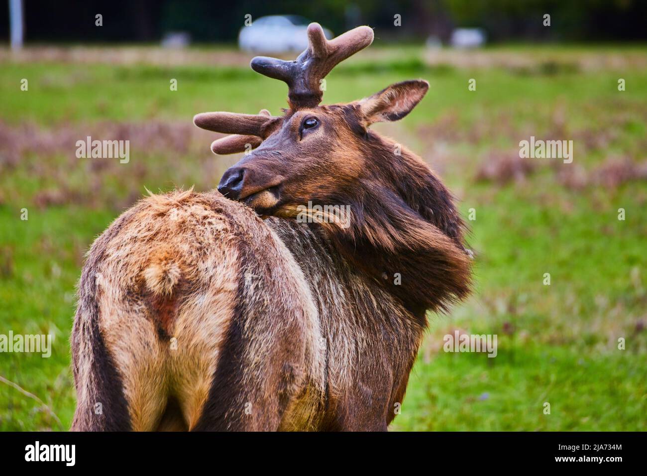 Gang of elk hi-res stock photography and images - Alamy