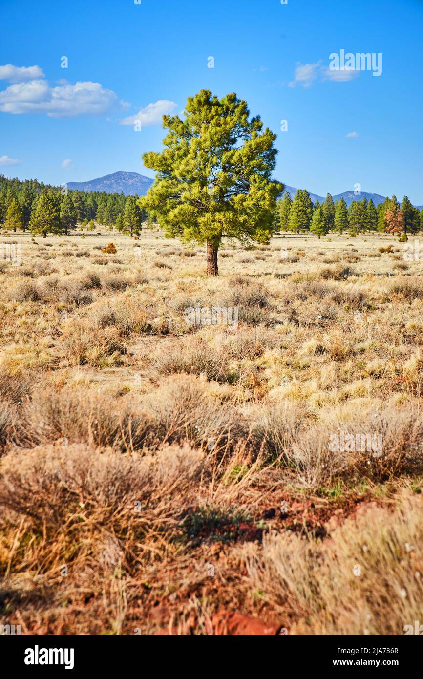 Arizona desert landscape hi-res stock photography and images - Alamy