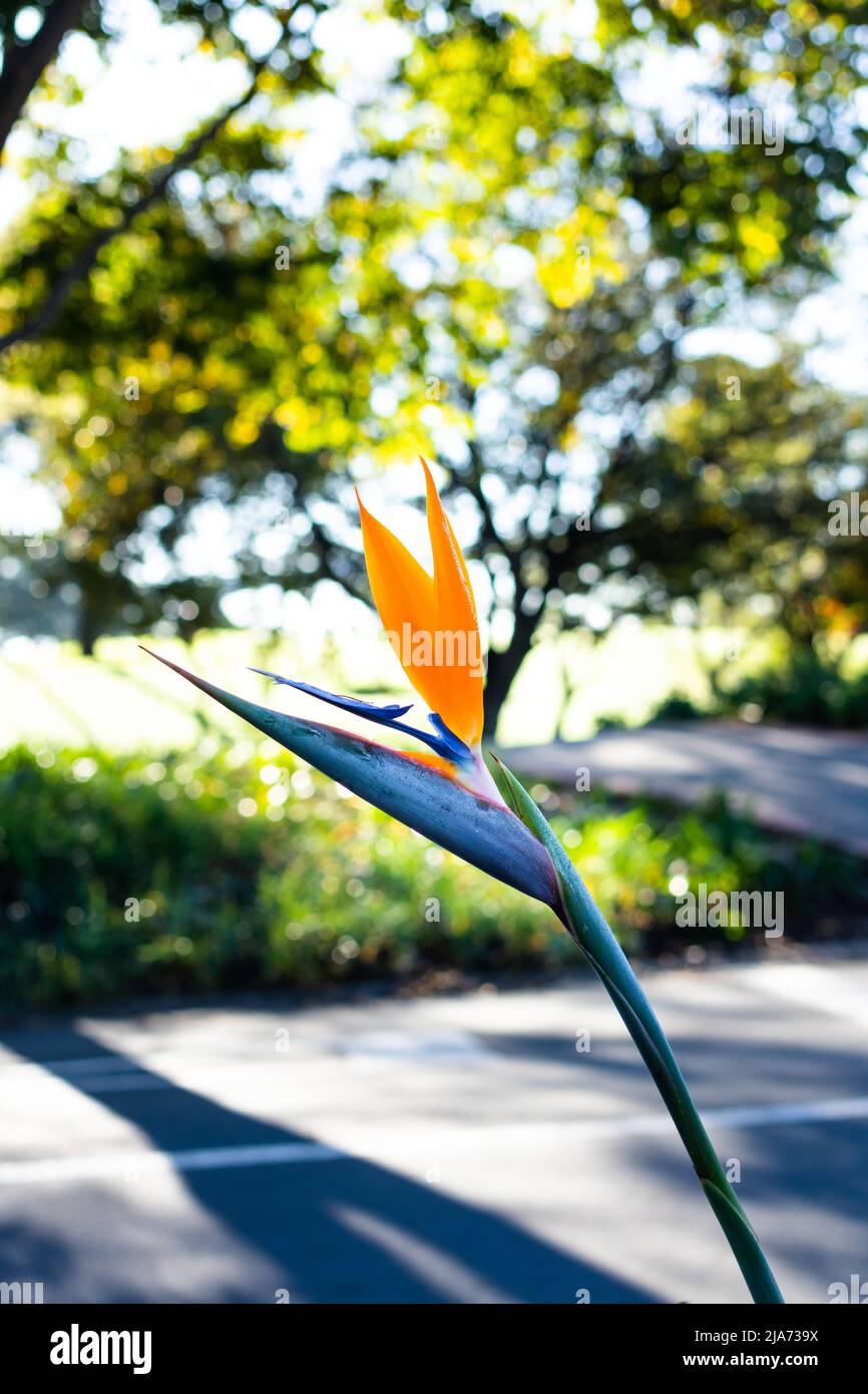 Close-up of a Strelitzia reginae, known by the common name bird of ...