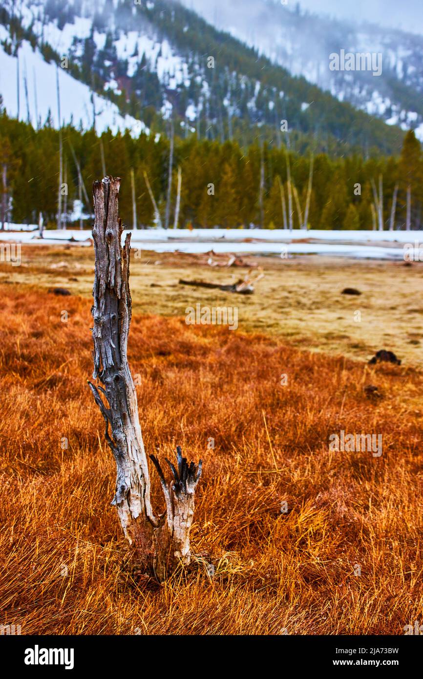 Dead tree trunk in orange grasses surrounded by mountains of snowy ...