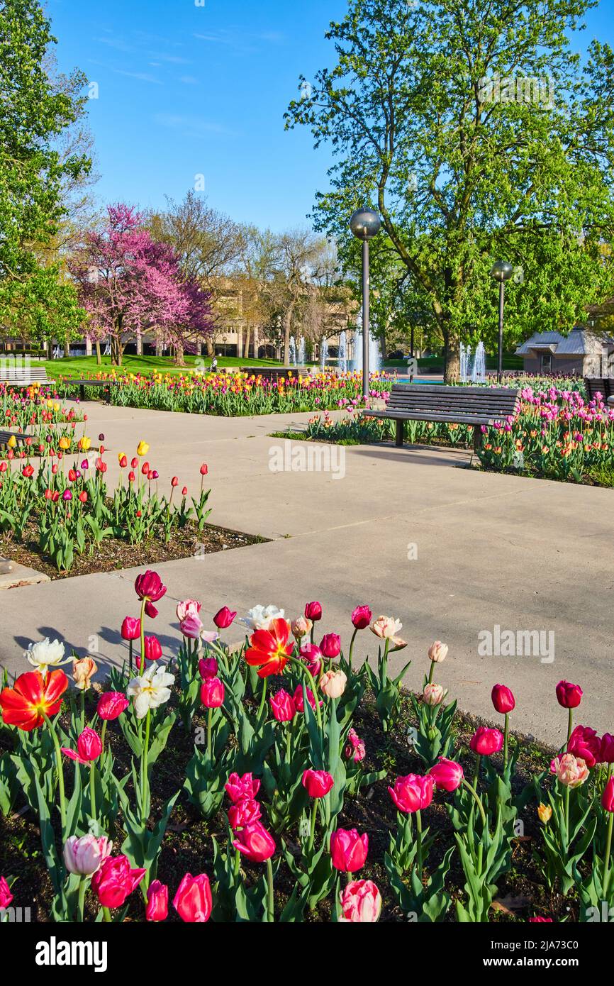 Freimann Square in Fort Wayne, Indiana during peak spring with tulip ...