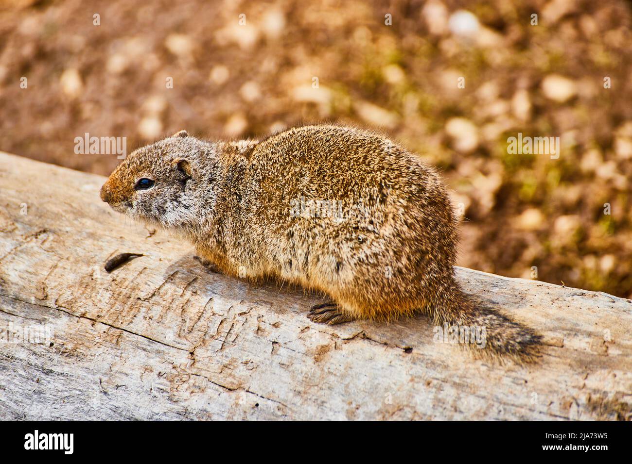 Fauna discovery hi-res stock photography and images - Alamy